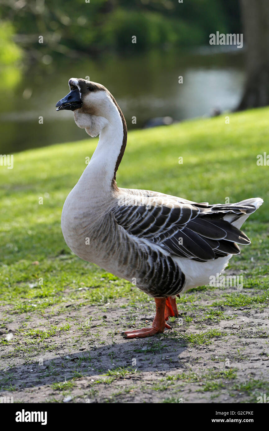 Chinese goose, castle gardens, Jever, East Friesland, Lower Saxony ...