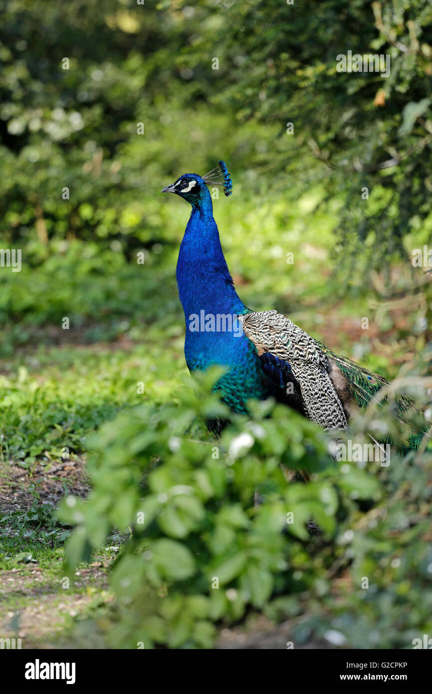Peacock castle hi-res stock photography and images - Alamy