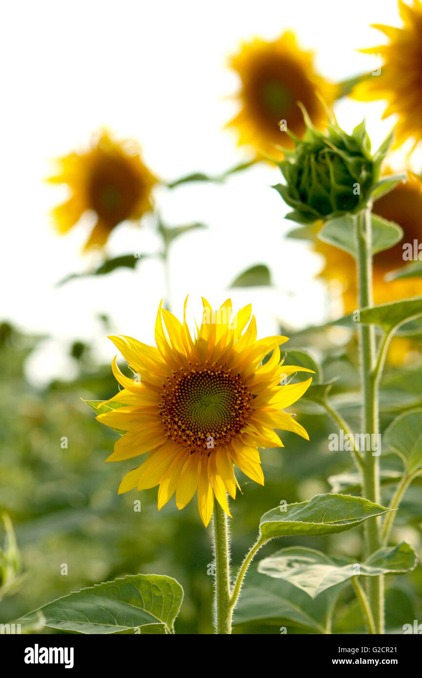 Single Sunflower details in nature Stock Photo - Alamy