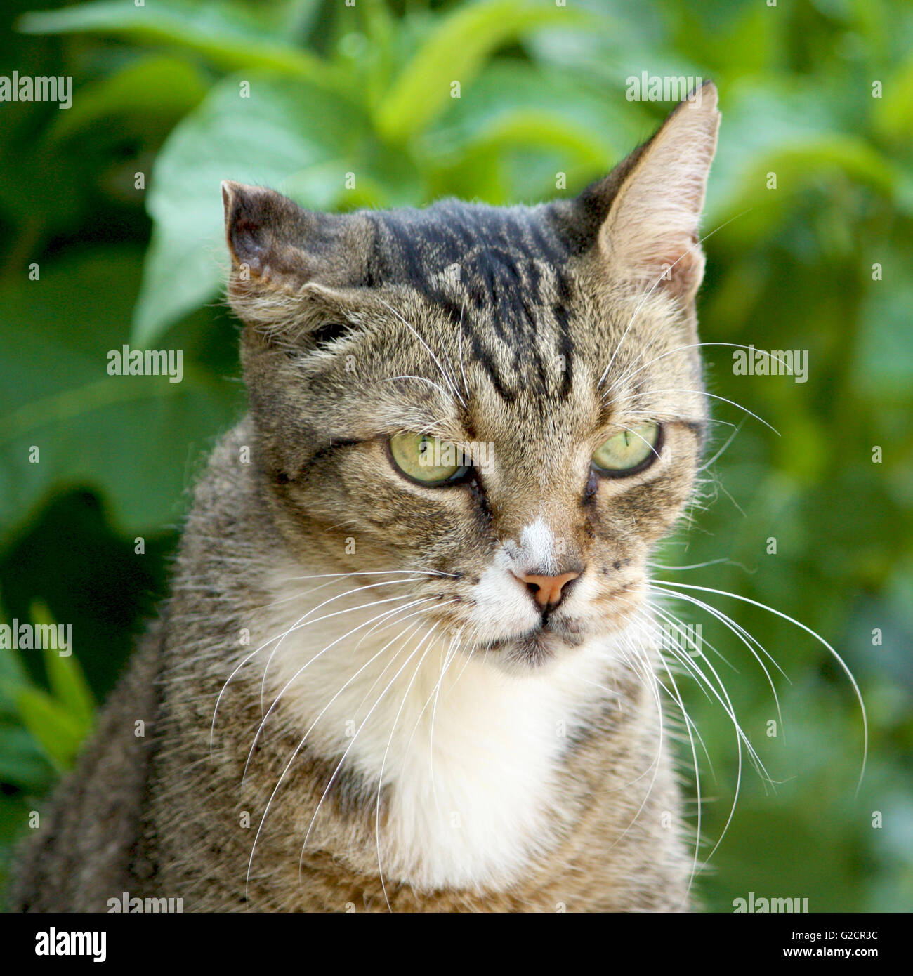 European cat potrait in the garden Stock Photo - Alamy