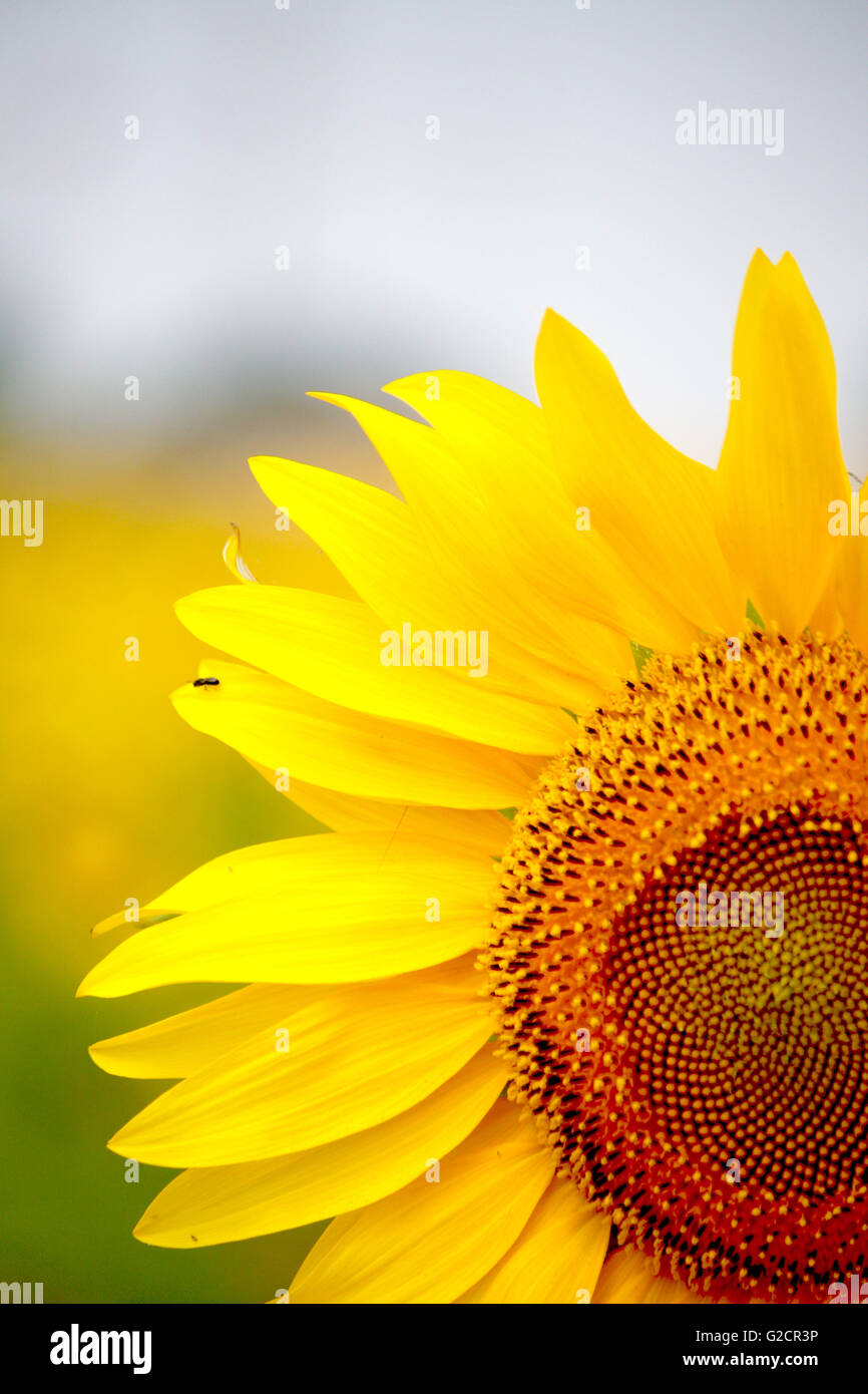 Single Sunflower details in nature Stock Photo - Alamy