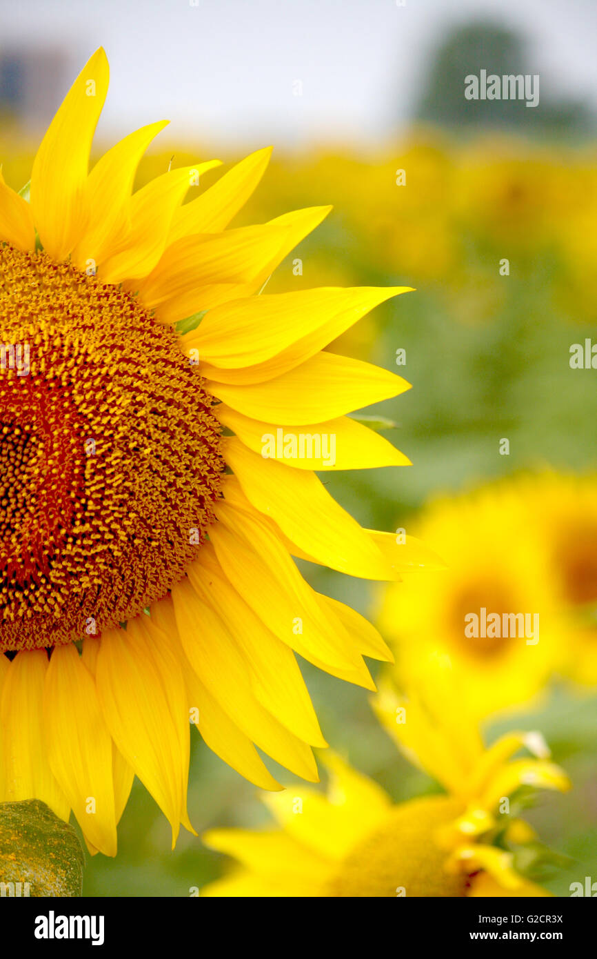 Single Sunflower details in nature Stock Photo - Alamy