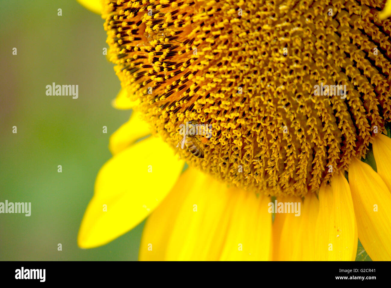Single Sunflower details in nature Stock Photo - Alamy