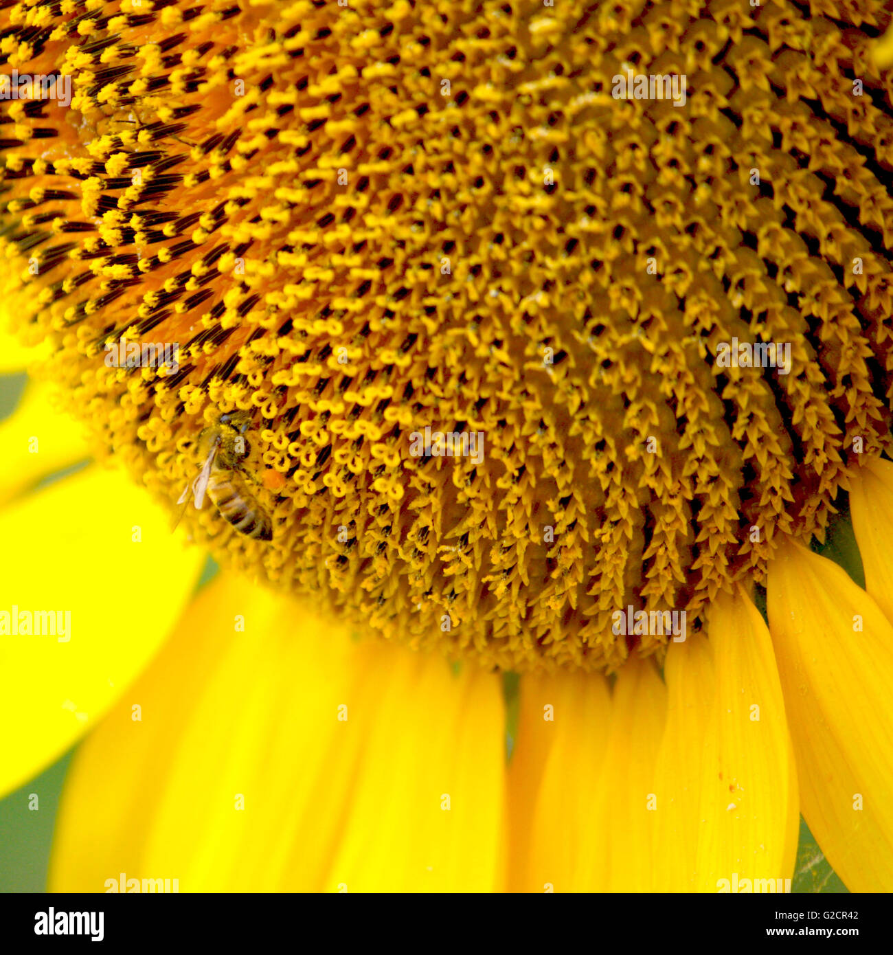 Single sunflower in country garden hi-res stock photography and images ...