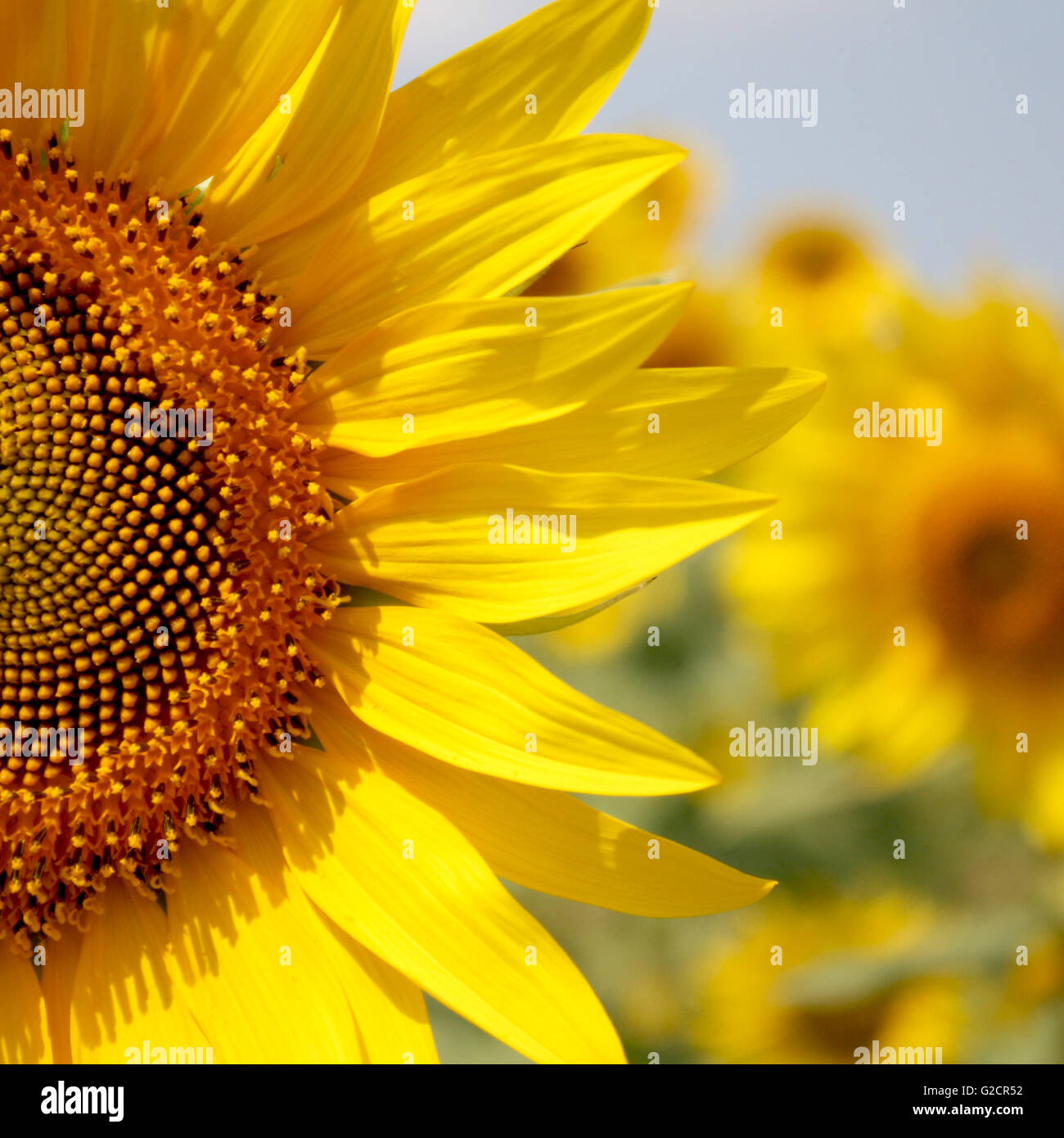 Single Sunflower details in nature Stock Photo - Alamy
