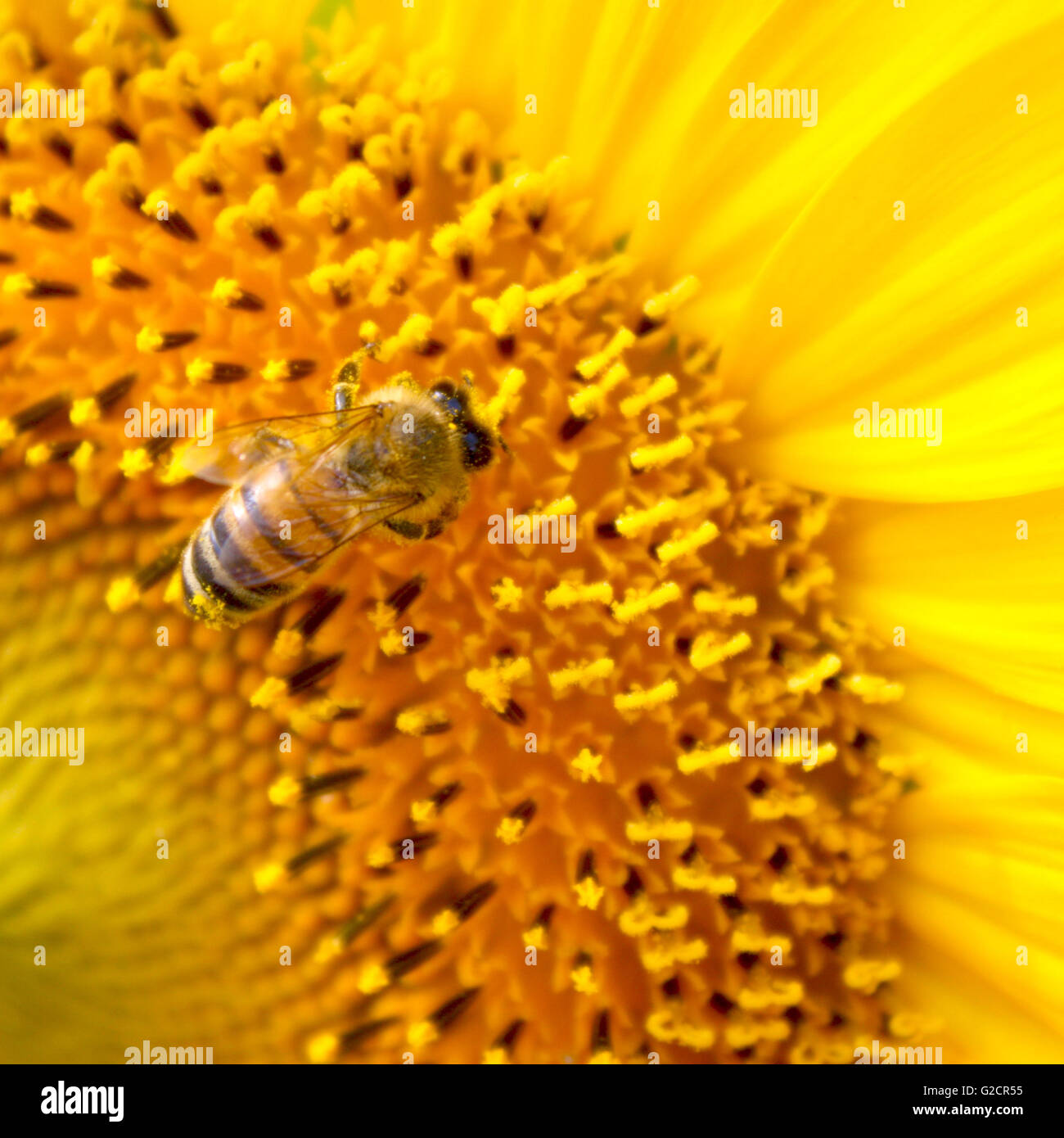 Single Sunflower details in nature Stock Photo - Alamy