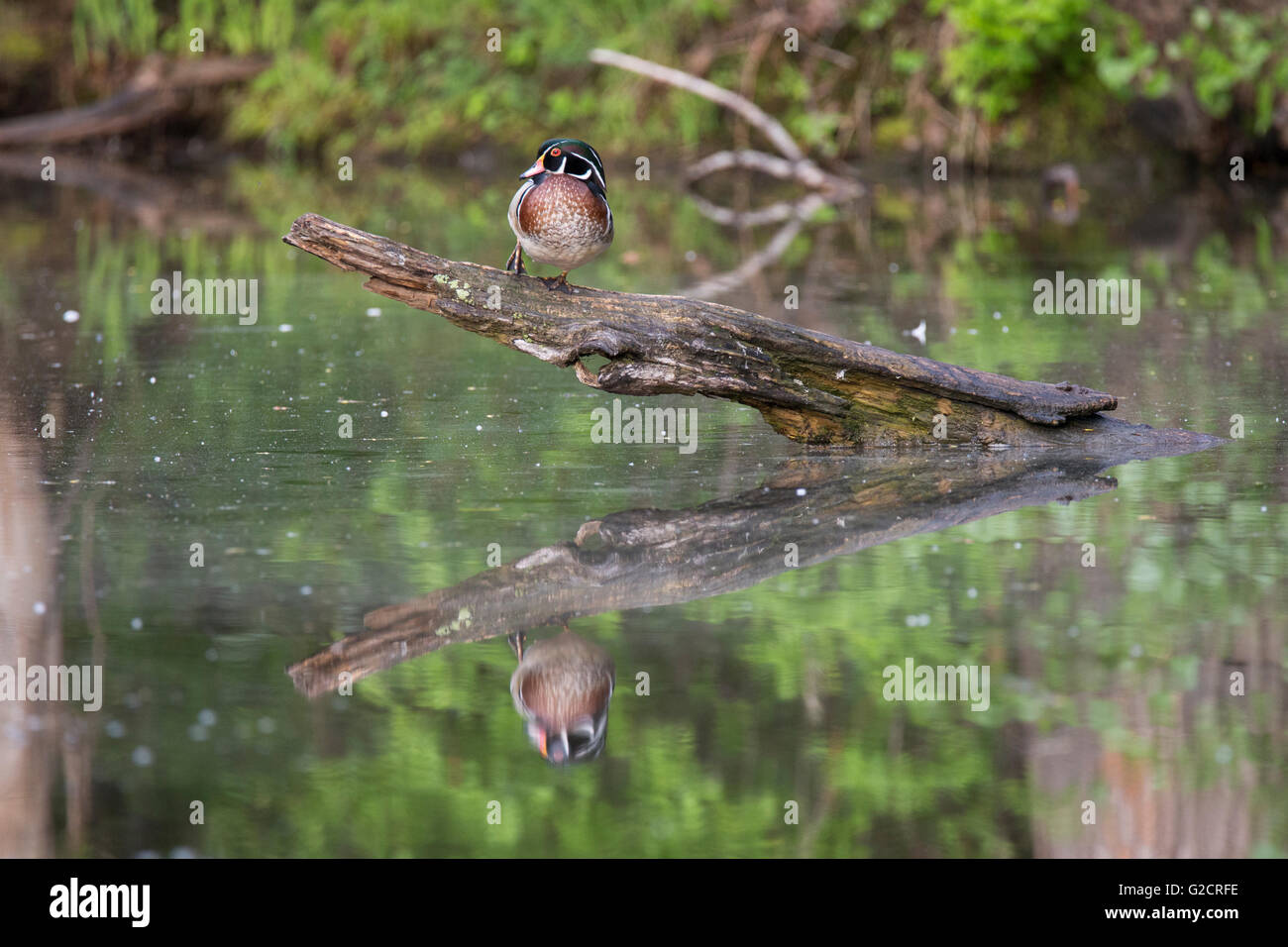 Wood duck in tree hi-res stock photography and images - Alamy