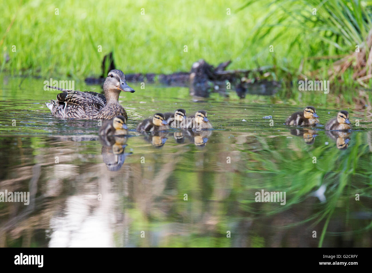 Ducklings in spring hi-res stock photography and images - Alamy