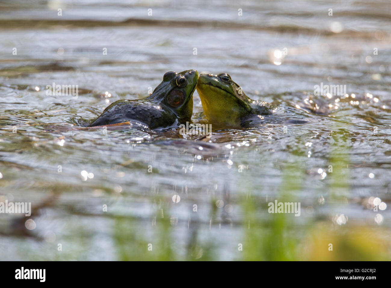 Two territorials males Green Frog-Lithobates (Rana) clamitans melanota ...