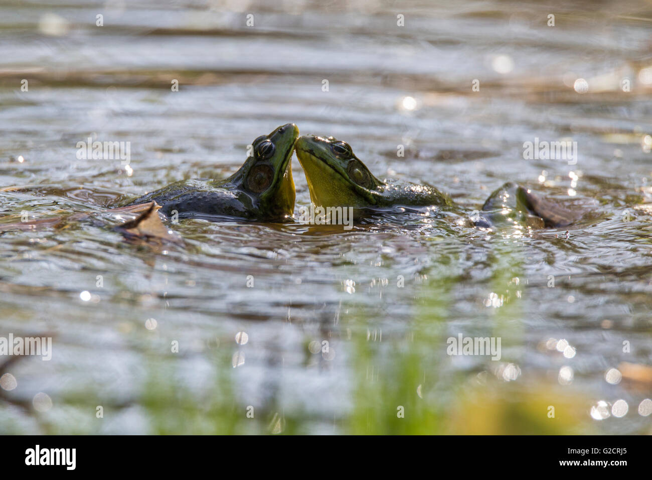 Two territorials males Green Frog-Lithobates (Rana) clamitans melanota ...