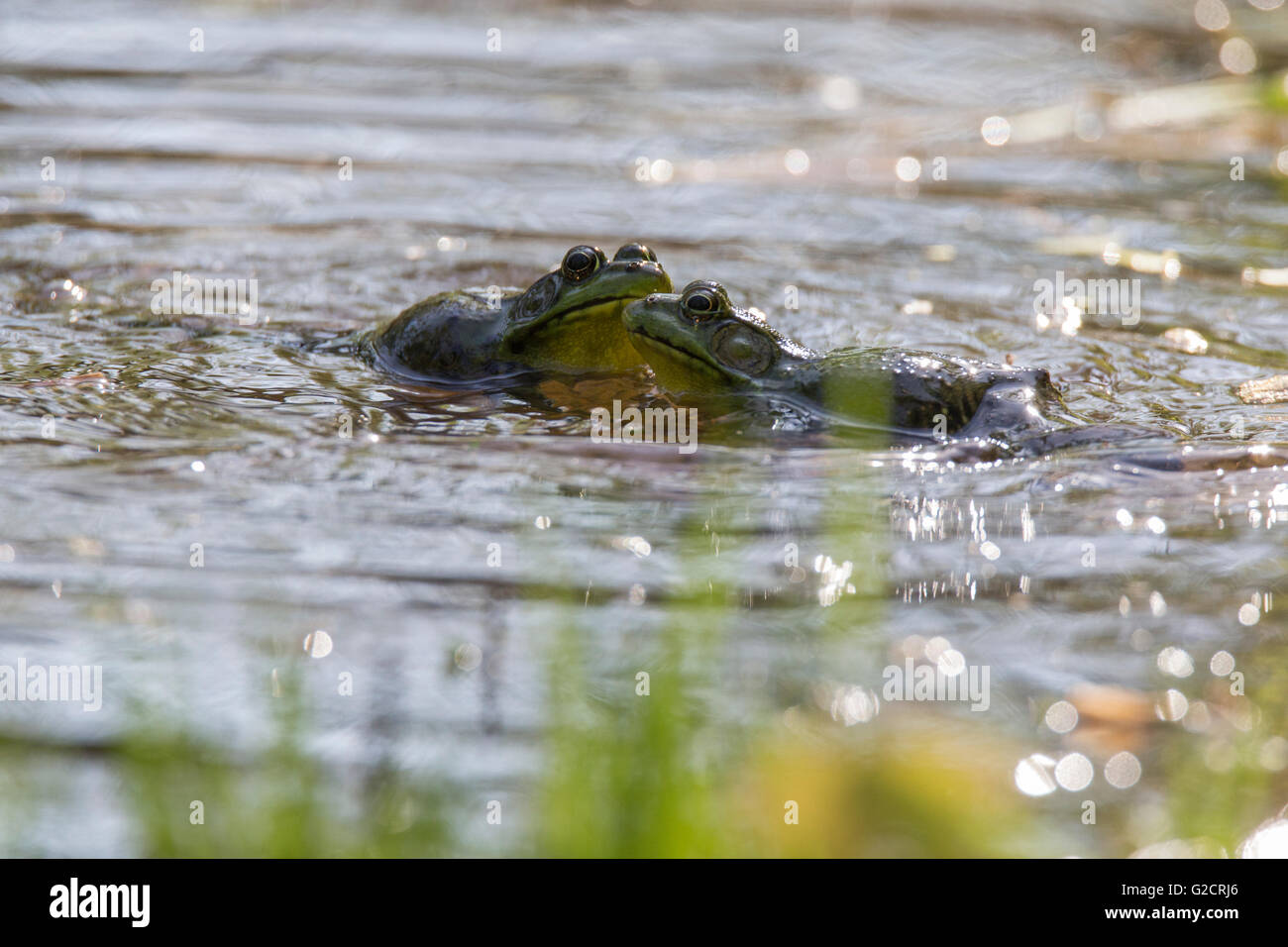 Two frogs wrestling hi-res stock photography and images - Alamy