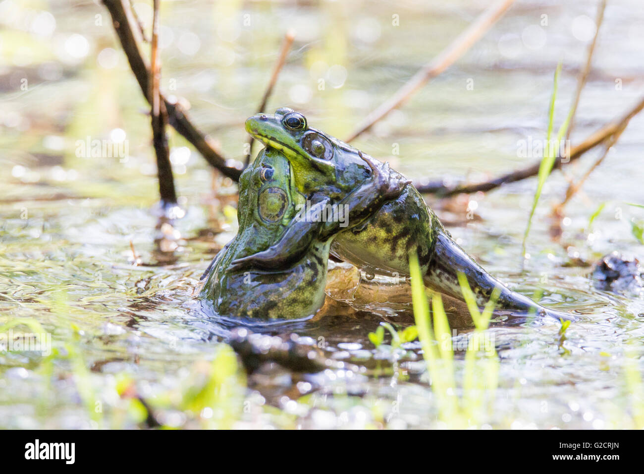Two territorials males Green Frog-Lithobates (Rana) clamitans melanota ...