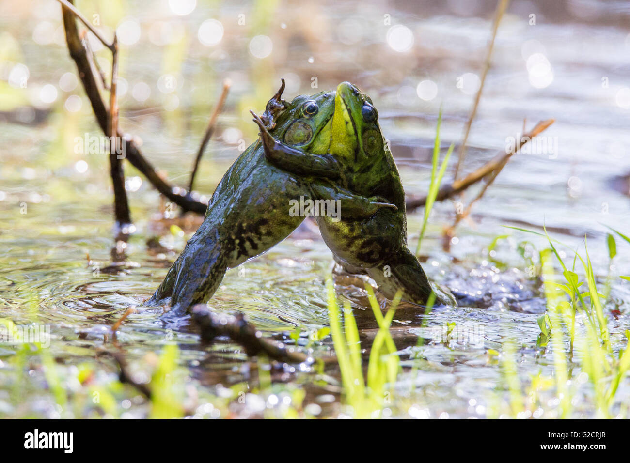Sumo wrestling frogs hi-res stock photography and images - Alamy
