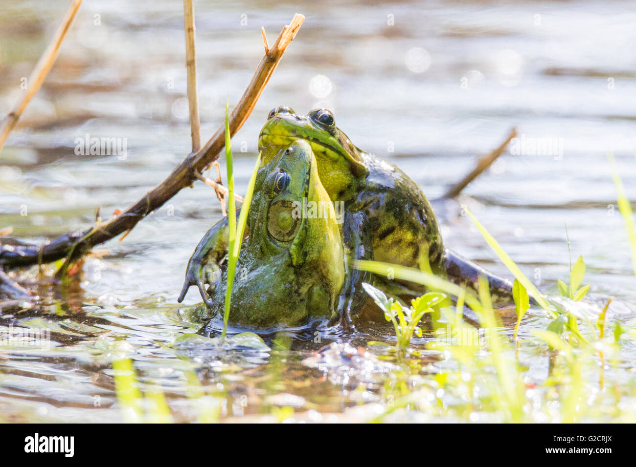 Two territorials males Green Frog-Lithobates (Rana) clamitans melanota ...