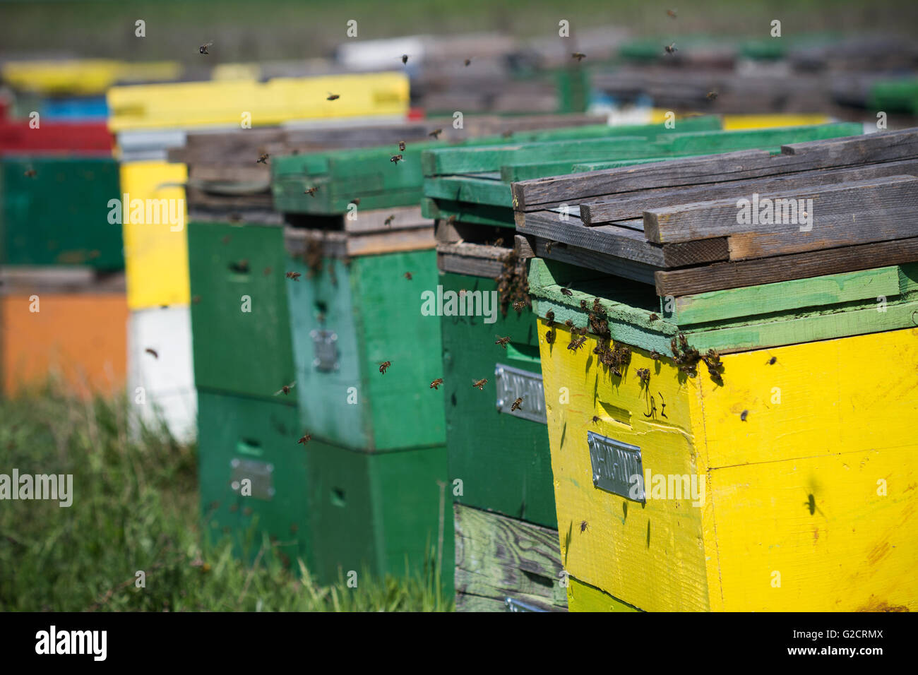 Horizontal close up of some colored bee hives lined up in a green field ...