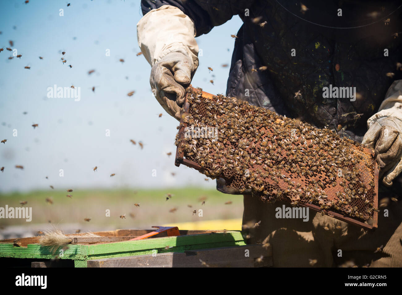 horizontal front view of a beekeeper in a protection suit checking the ...