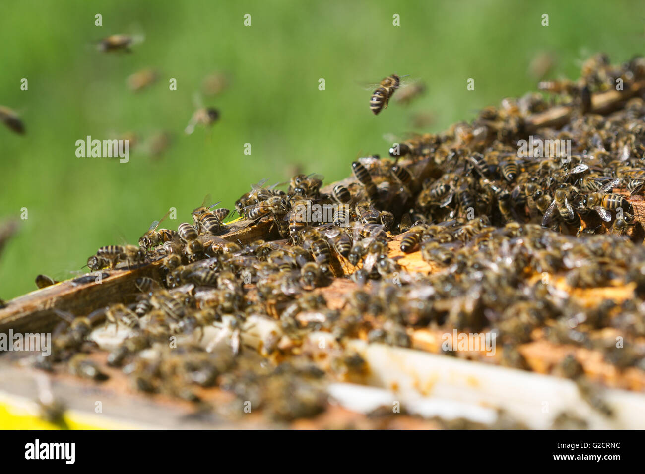Flying bees around the box hi-res stock photography and images - Alamy