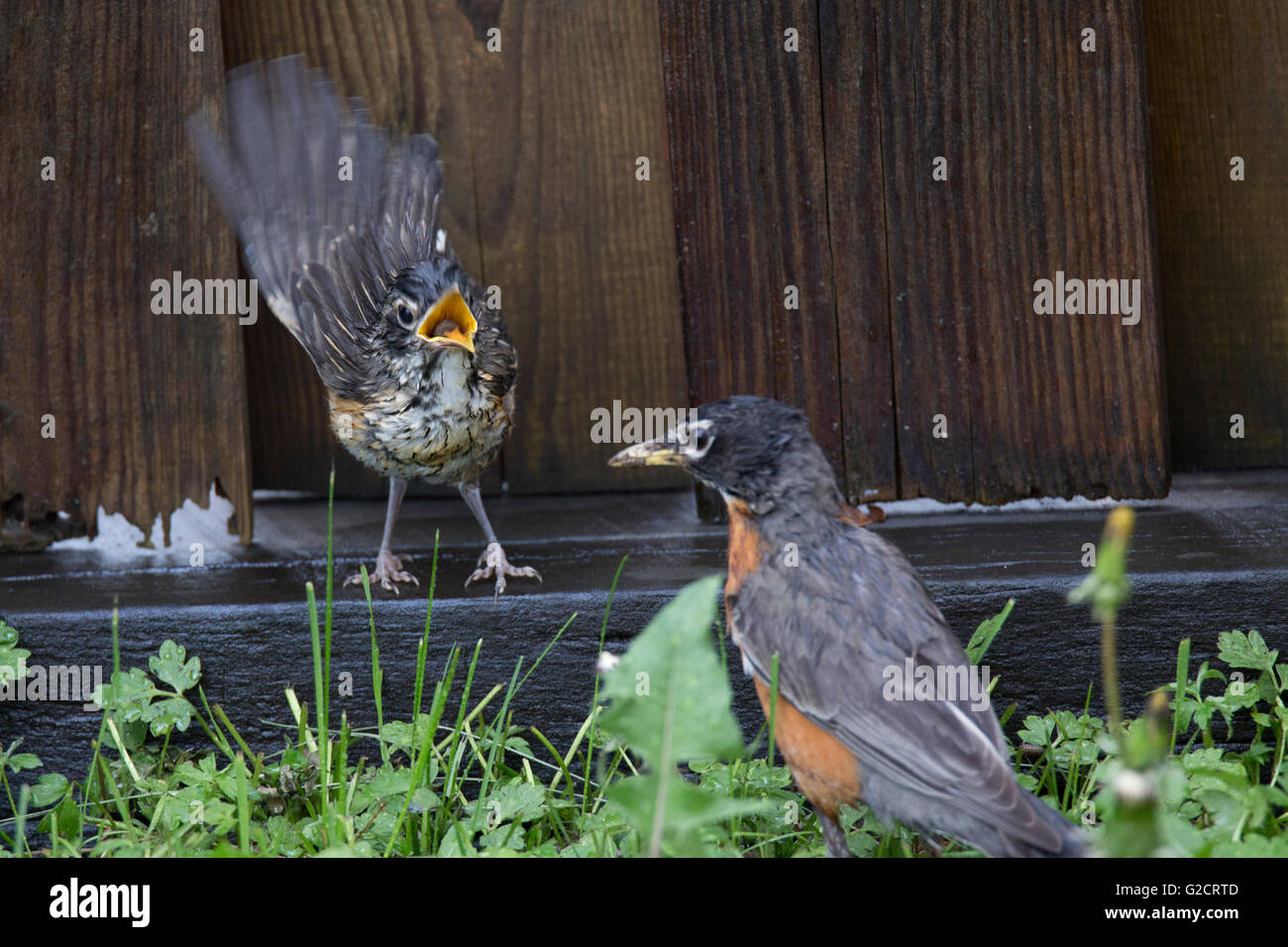 tremblant, mont, winter, quebec, canada, forest, snow, white, cold ...