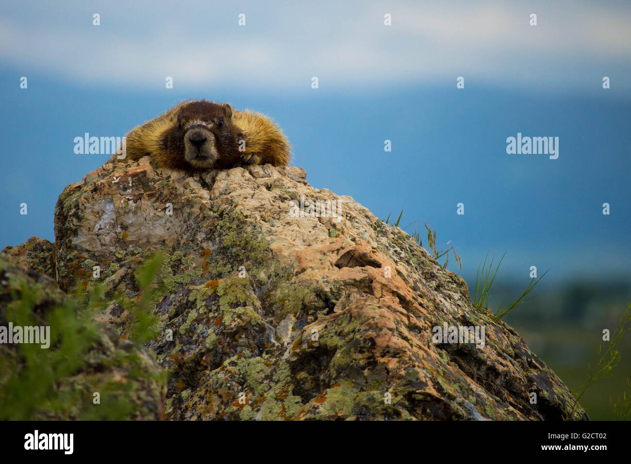 Rock chuck hi-res stock photography and images - Alamy