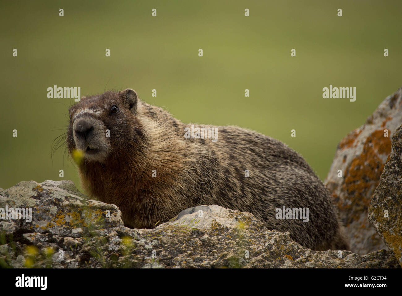 A curious rock chuck on a mossy rock Stock Photo - Alamy