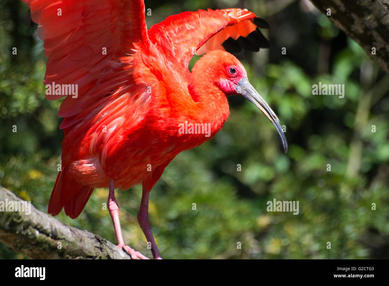 Scarlet ibis, also called in latin Eudocimus ruber Stock Photo - Alamy
