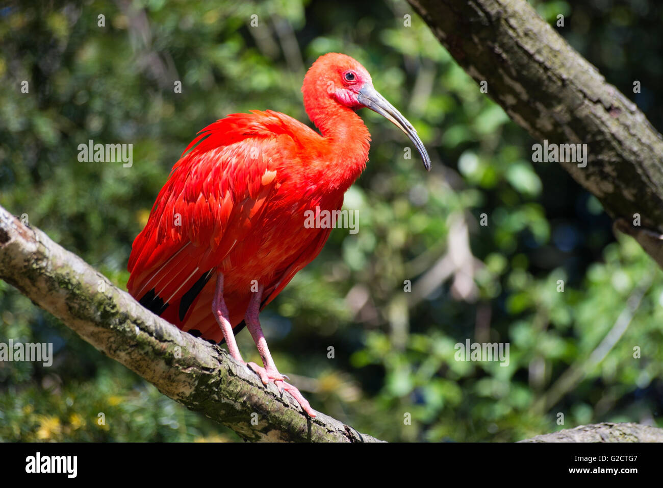 Scarlet ibis, also called in latin Eudocimus ruber Stock Photo - Alamy