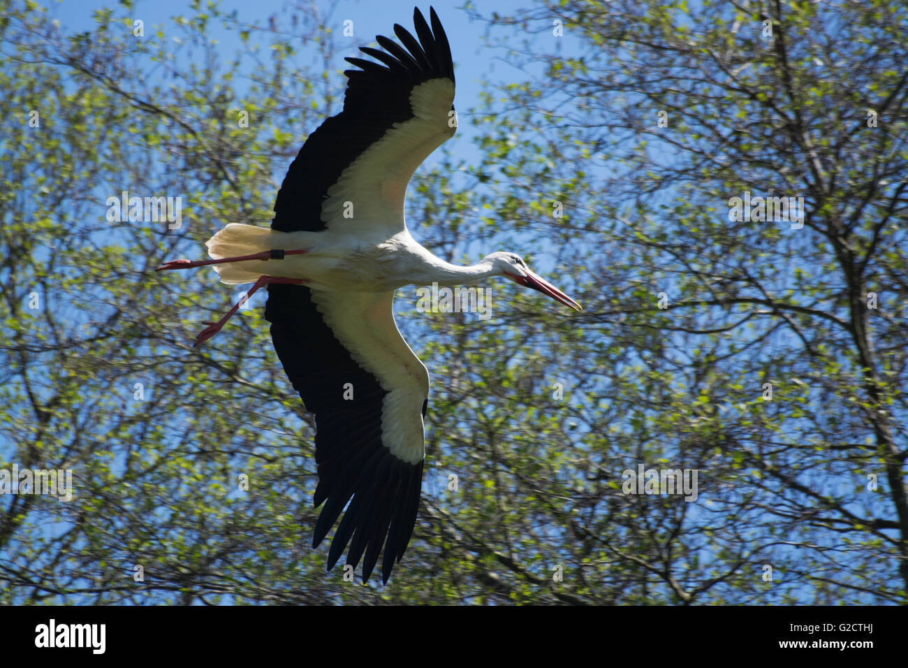 White stork, called in latin Ciconia ciconia Stock Photo - Alamy