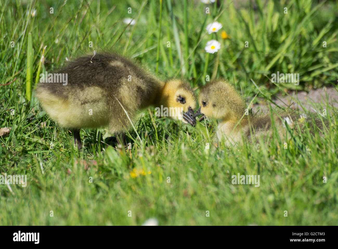 Biddy biddy hi-res stock photography and images - Alamy