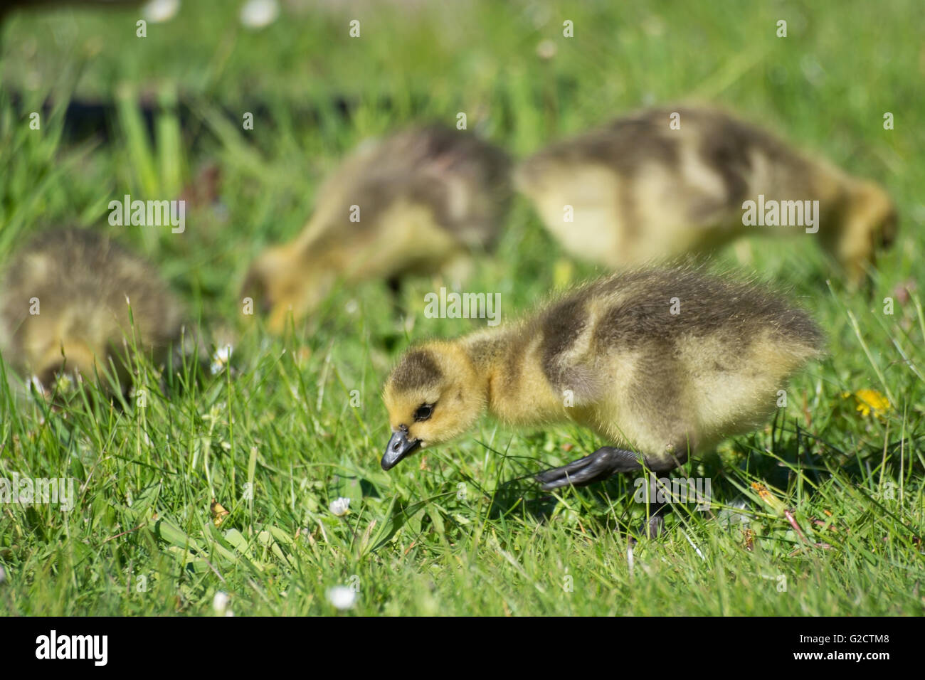 Biddy of grey goose at a lake in May Stock Photo - Alamy