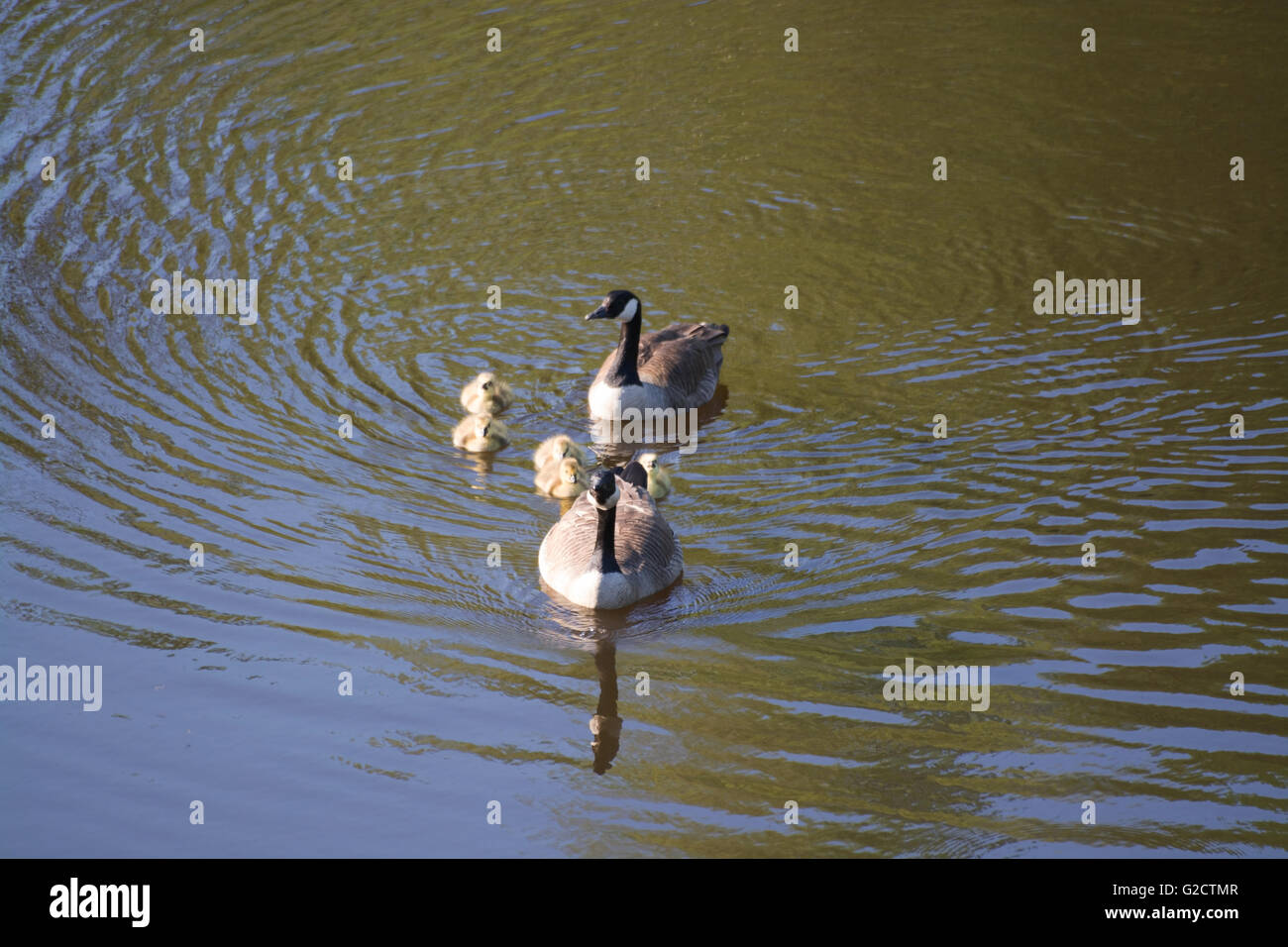 Biddy biddy hi-res stock photography and images - Alamy