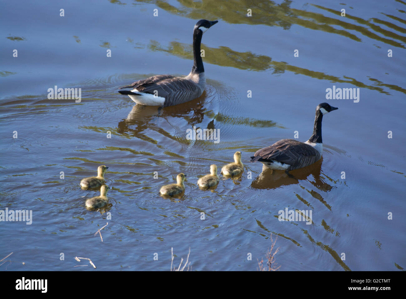 Biddy biddy hi-res stock photography and images - Alamy