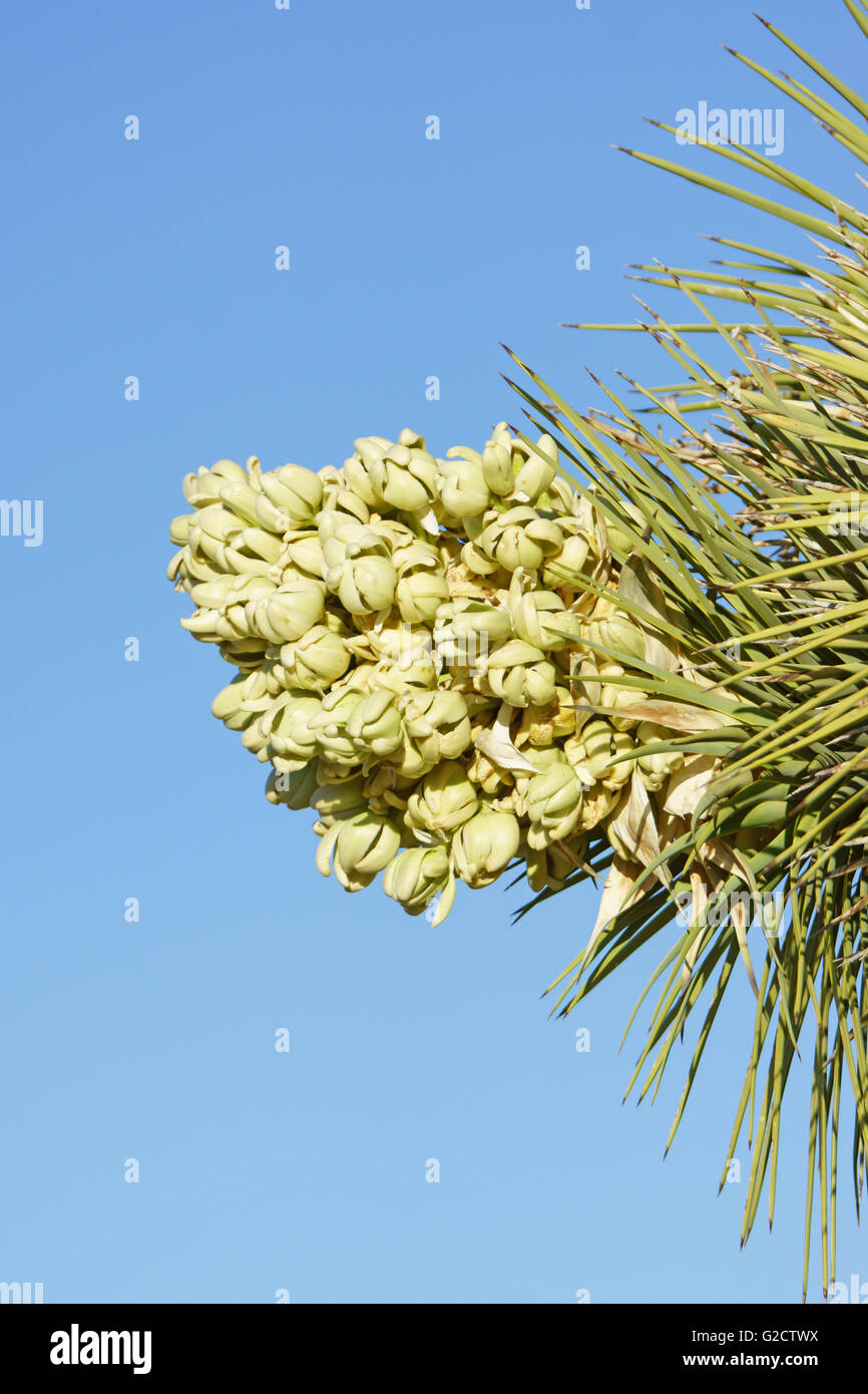 Joshua tree yucca plant flower bloom morning hike at California Poppy ...