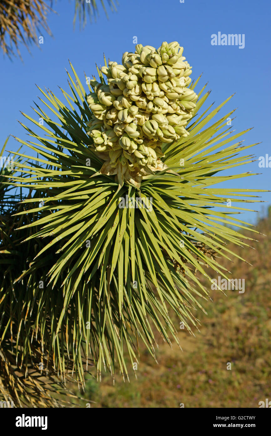 Joshua tree yucca plant flower bloom morning hike at California Poppy ...