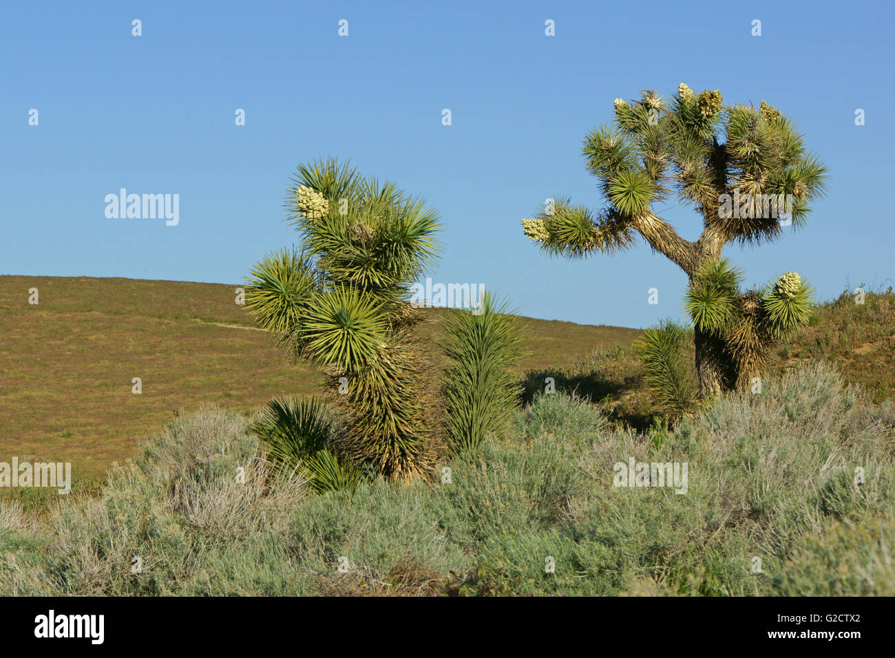 Joshua tree yucca plant flower bloom morning hike at California Poppy ...