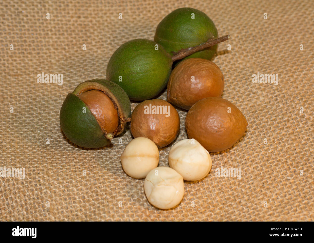 Macadamia Nuts In Shell