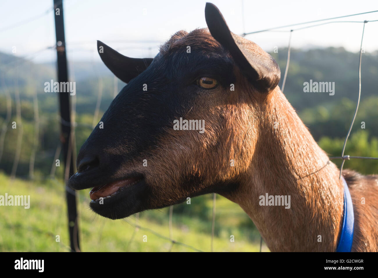 Ringo the goat sticks his head through the farm fence to pose for the ...