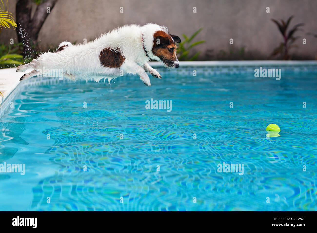 Playful jack russell terrier puppy in swimming pool has fun - dog jump ...