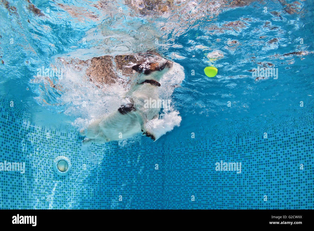 Playful jack russell terrier puppy in swimming pool training with fun ...