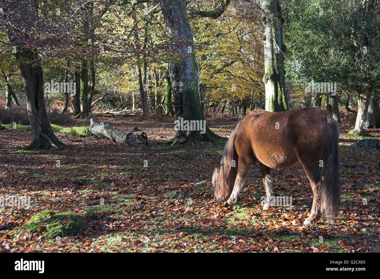 New Forest Pony in autumn Mark Ash Wood New Forest National Park ...