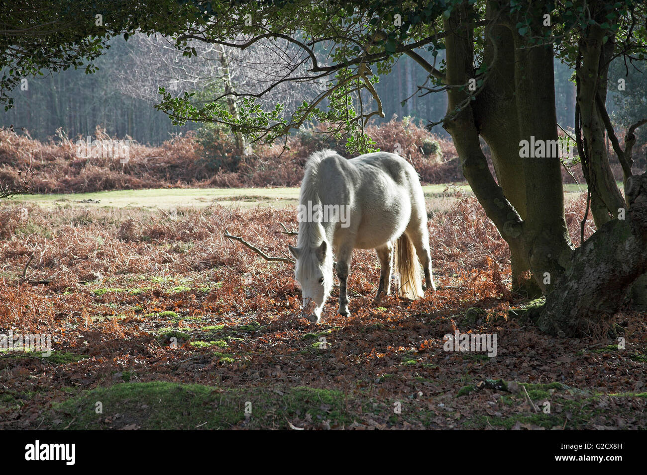 New Forest pony Amie's Wood Linwood New Forest National Park Hampshire ...