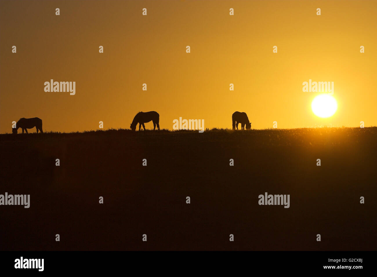 Three new forest ponies hi-res stock photography and images - Alamy
