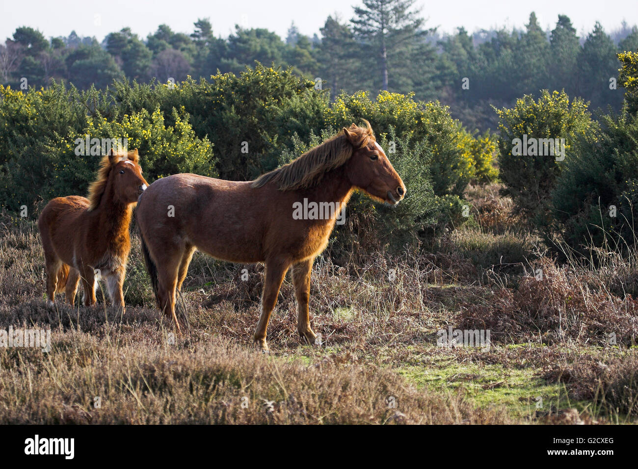 New Forest pony Broomy Plain Linwood New Forest National Park Hampshire ...