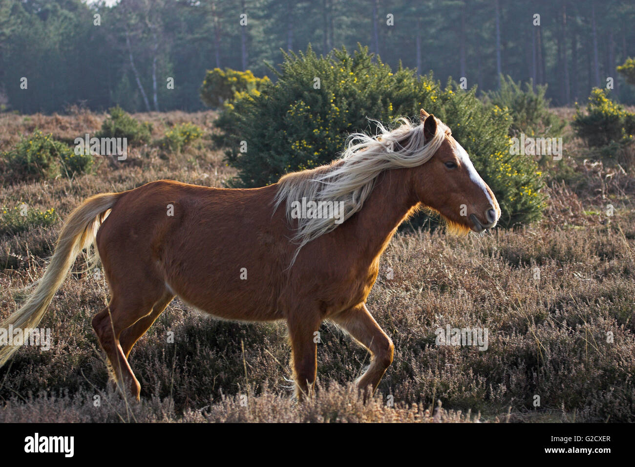 New Forest pony Broomy Plain Linwood New Forest National Park Hampshire ...