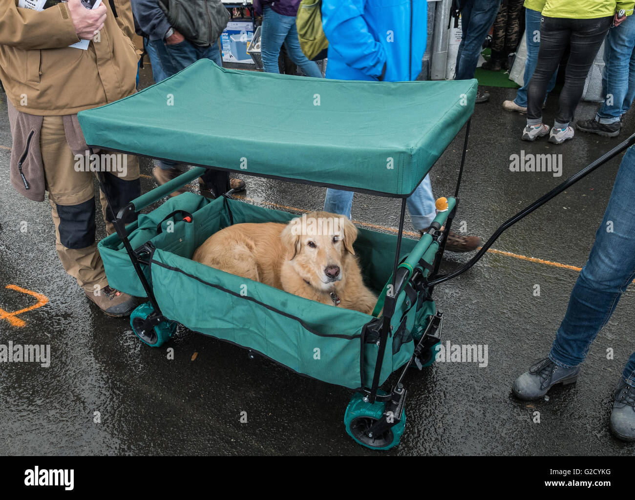 A visitor pulling a dog in an off-road wagon at the off-road fair in ...