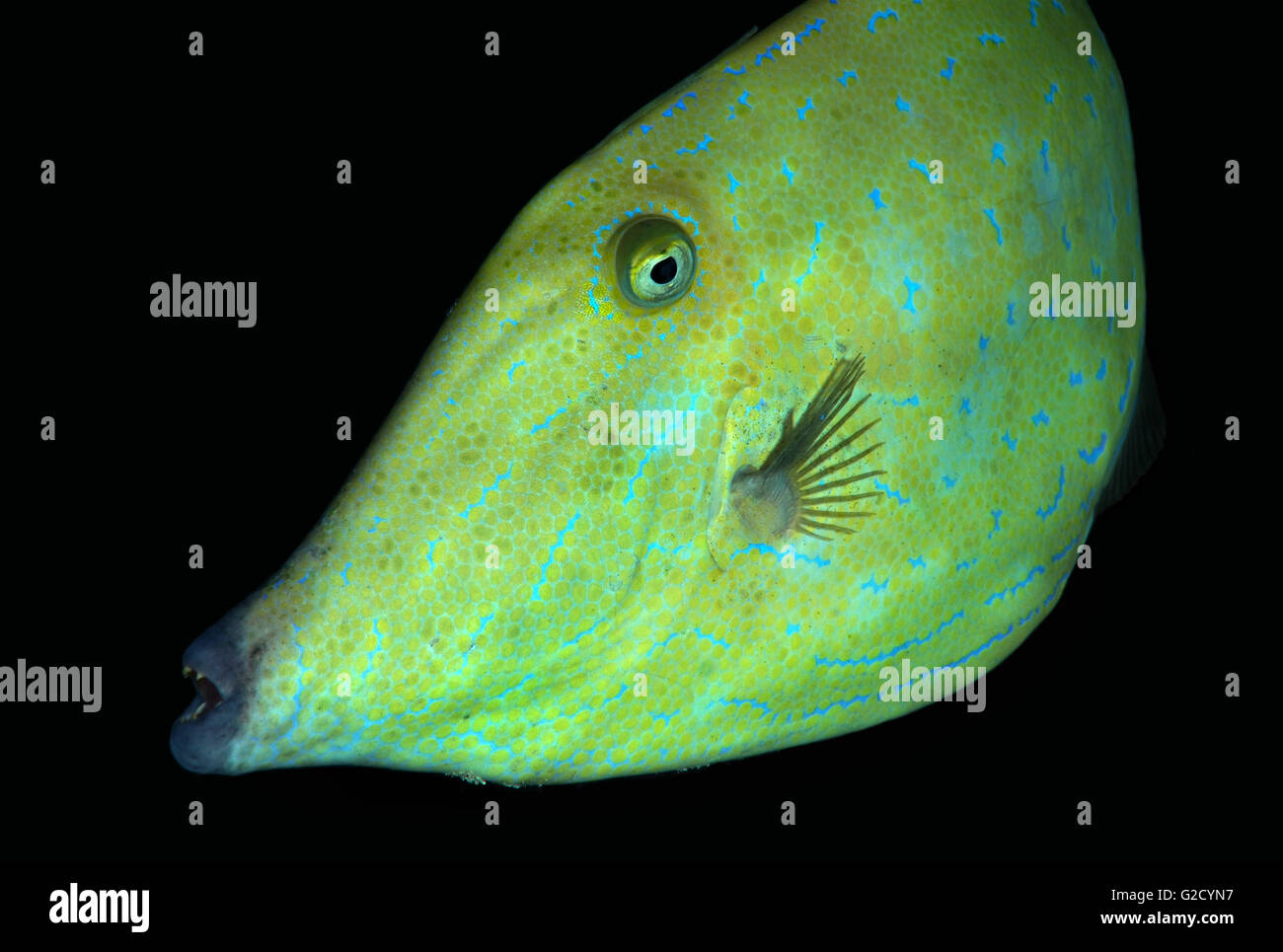 March 3, 2016 - Red Sea, Egypt - Scrawled Filefish, Broomtail filefish ...