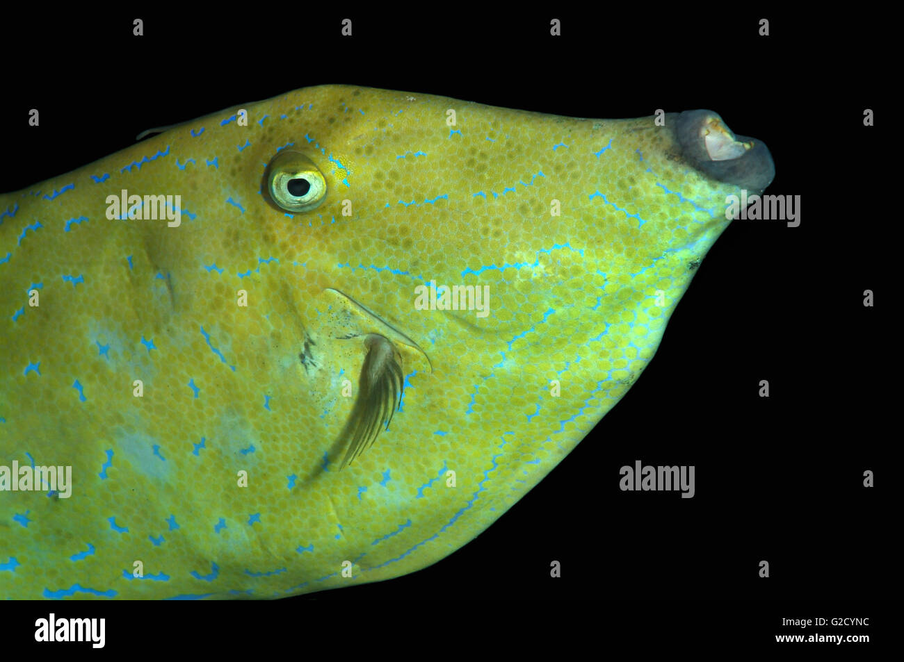 March 3, 2016 - Red Sea, Egypt - Scrawled Filefish, Broomtail filefish ...