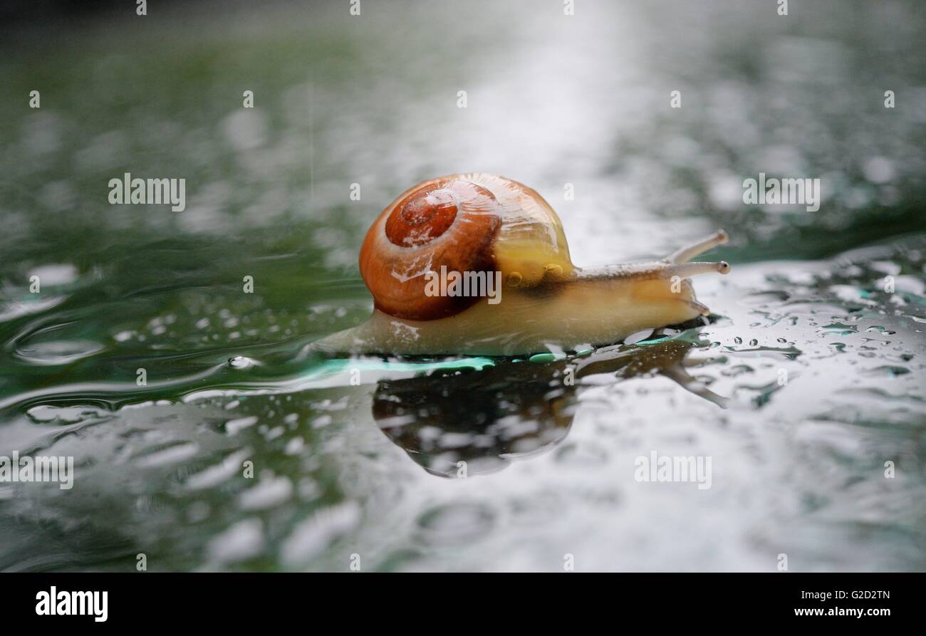 A snail on a wet window, Germany, 24. May 2016. Photo: Frank May ...