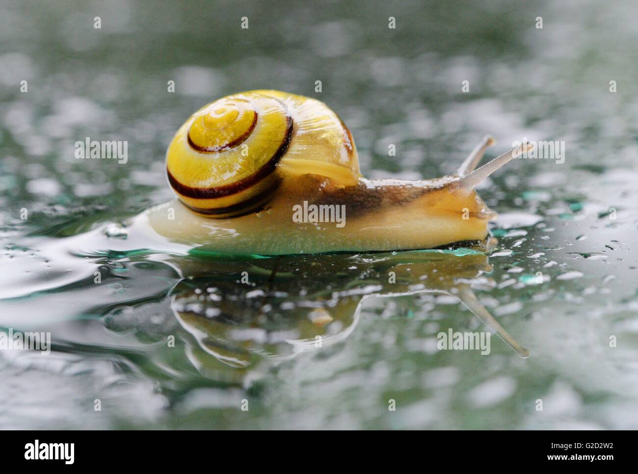 A snail on a wet window, Germany, 24. May 2016. Photo: Frank May ...