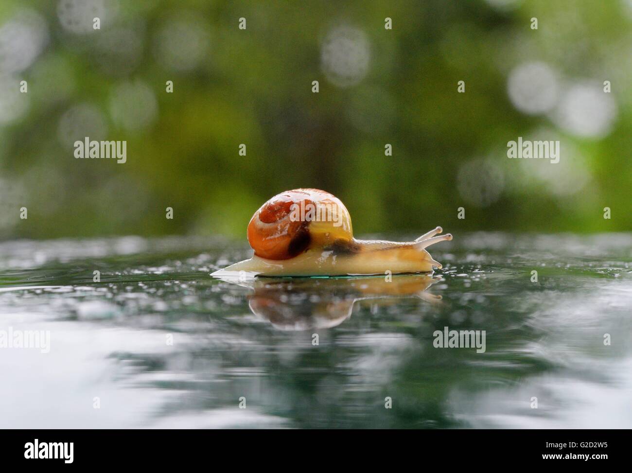 A snail on a wet window, Germany, 24. May 2016. Photo: Frank May ...