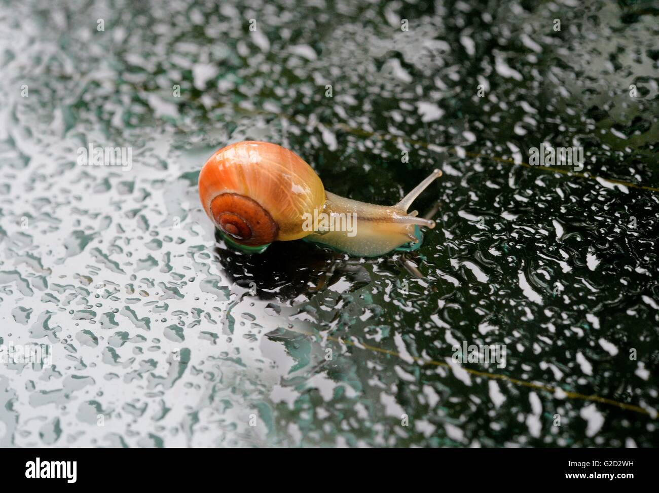 A snail on a wet window, Germany, 24. May 2016. Photo: Frank May ...